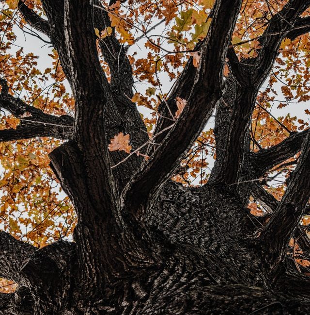 Iverak od badnjaka i njegova magična moć za blagostanje